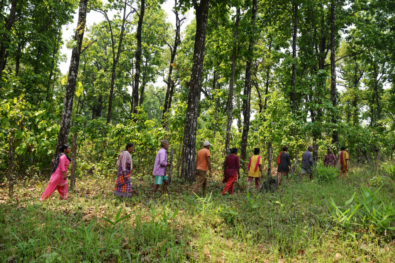 Securing land rights to protect forests and the climate - ClimateWorks ...